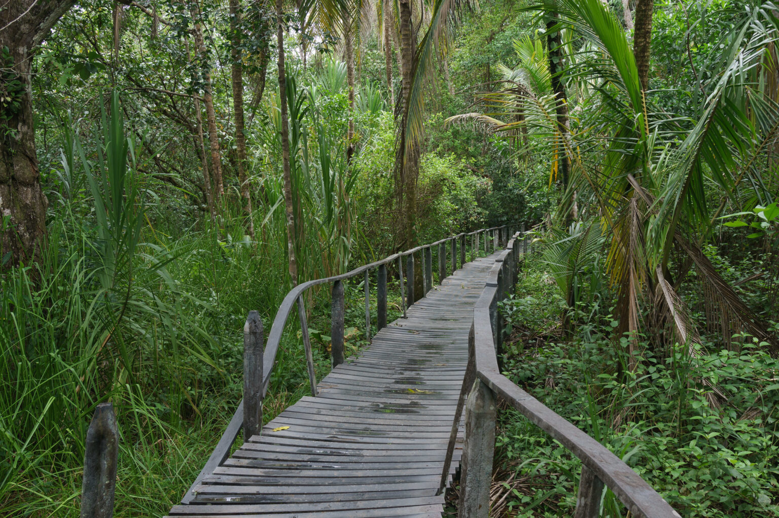Playa Punta Uva qué hacer en esta joya tropical al sur de Cahuita