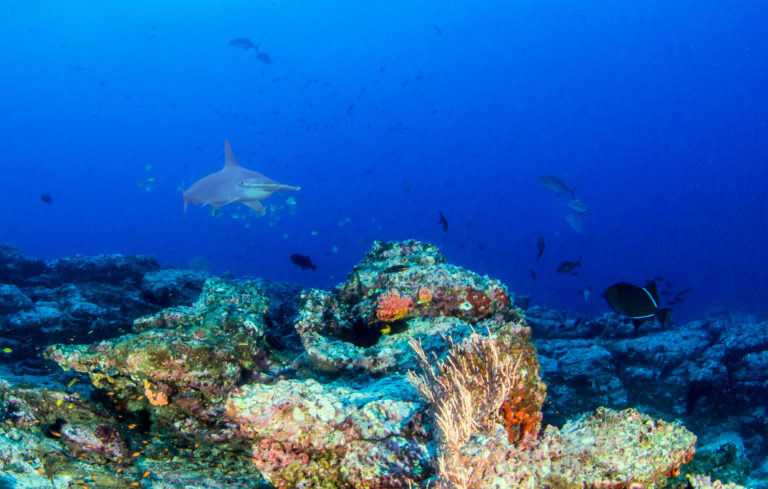 Isla del Coco, un parque natural privilegiado en el mundo - VIAJAR A ...