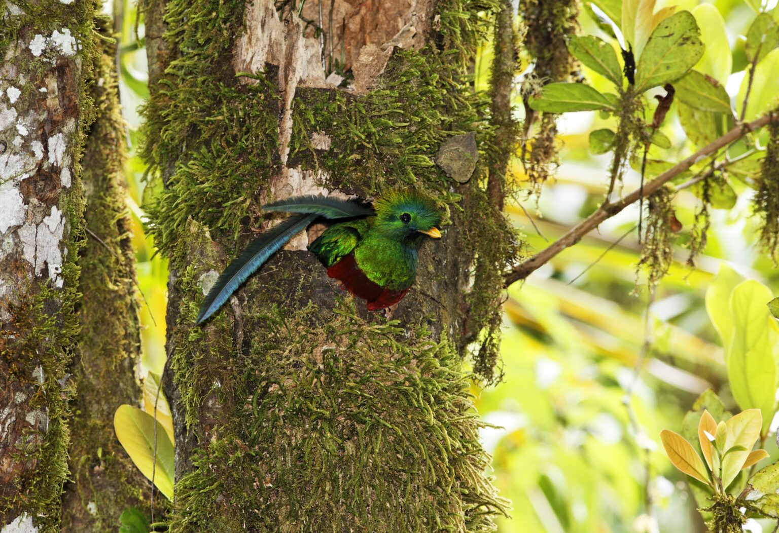 Guía Para Una Visita Inolvidable Al Parque Nacional los Quetzales