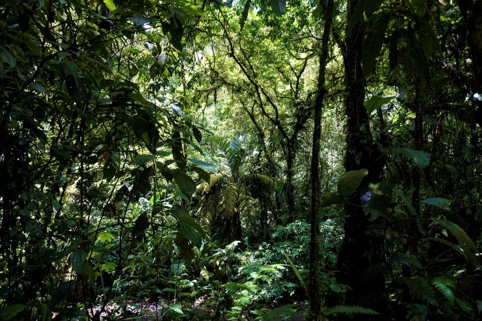 Guía Para Una Visita Inolvidable Al Parque Nacional Braulio Carillo ...