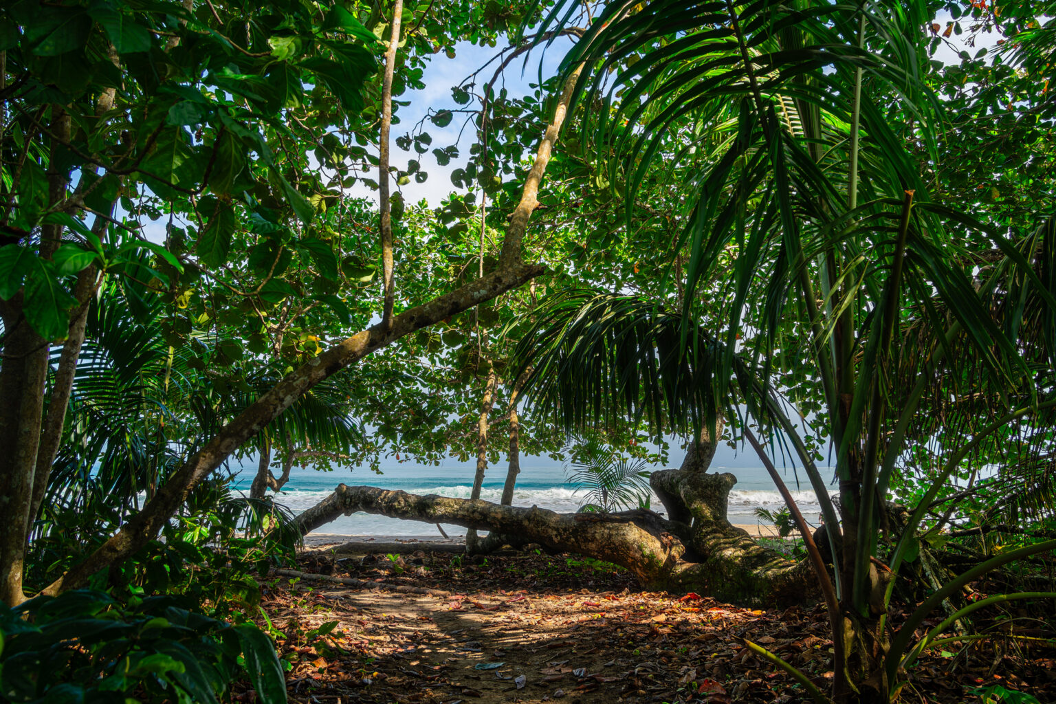 Parque Nacional Cahuita, Guía inolvidable - VIAJAR A COSTA RICA