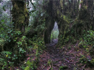 Volcán Barva, descubre esta ruta de senderismo que te encantará ...