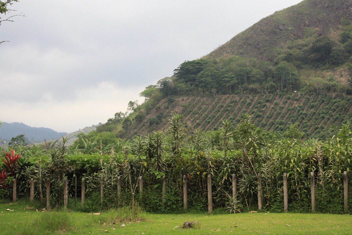 Conoce el Valle de Orosí: Volcán, Naturaleza y café - VIAJAR A COSTA RICA